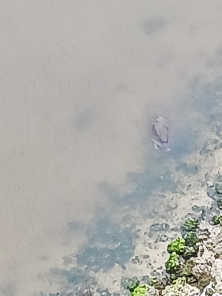 Florida Manatee in December 2022 by Bob Hand. Adolescent feeding on ...