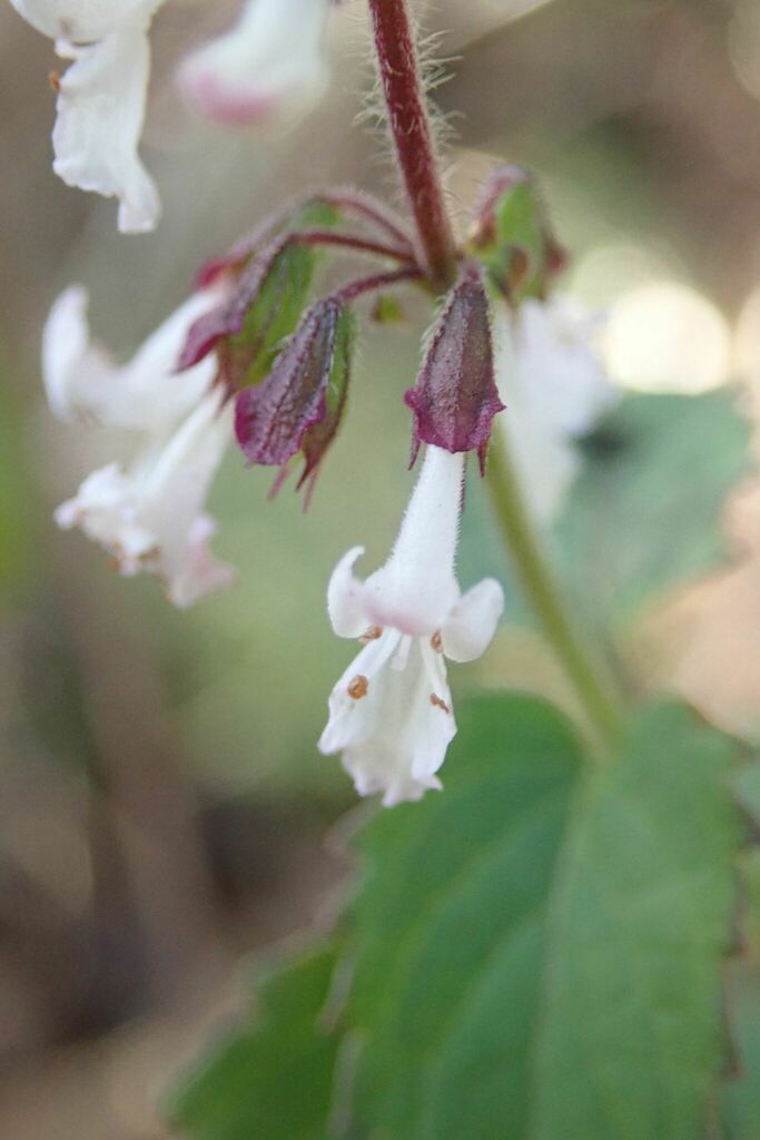 Piccadill from Stentor 2, Ehlanzeni, South Africa on June 18, 2022 at ...