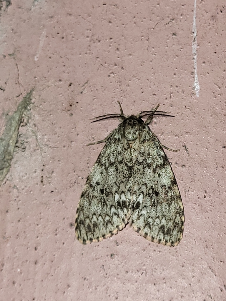 Lymantria kanara from 4F2P+PHH, Ernakulam, Kerala 682011, Indien on ...