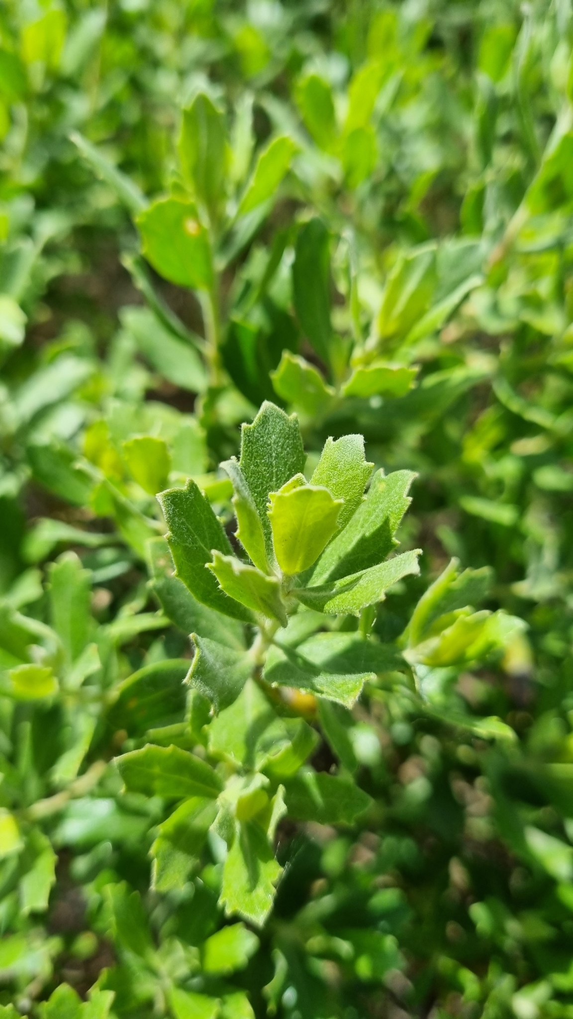 Baccharis dracunculifolia subsp. tandilensis (Speg.) Giuliano