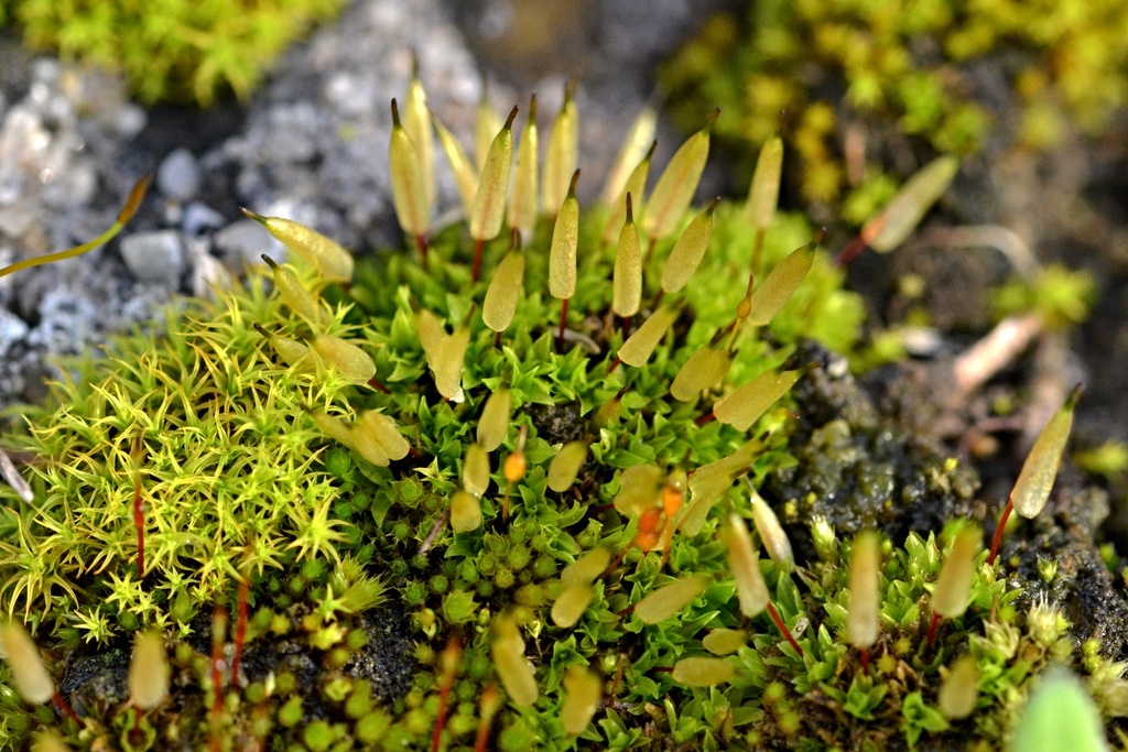 Common Extinguisher-moss from 293 01 Mladá Boleslav, Česko on December ...