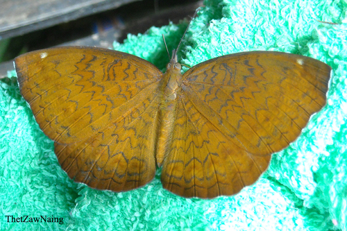 Angled Castor (Butterflies of Myanmar (Burma)) · iNaturalist