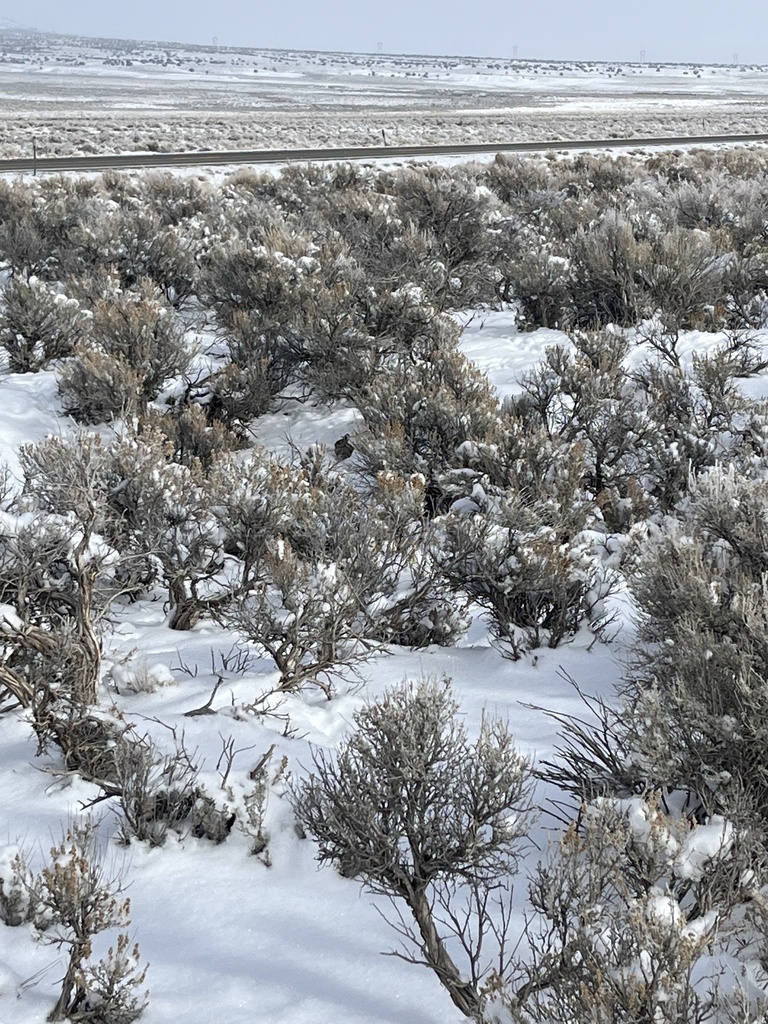 Pygmy Rabbit from Antelope Valley Rd, Eureka, NV, US on December 16 ...