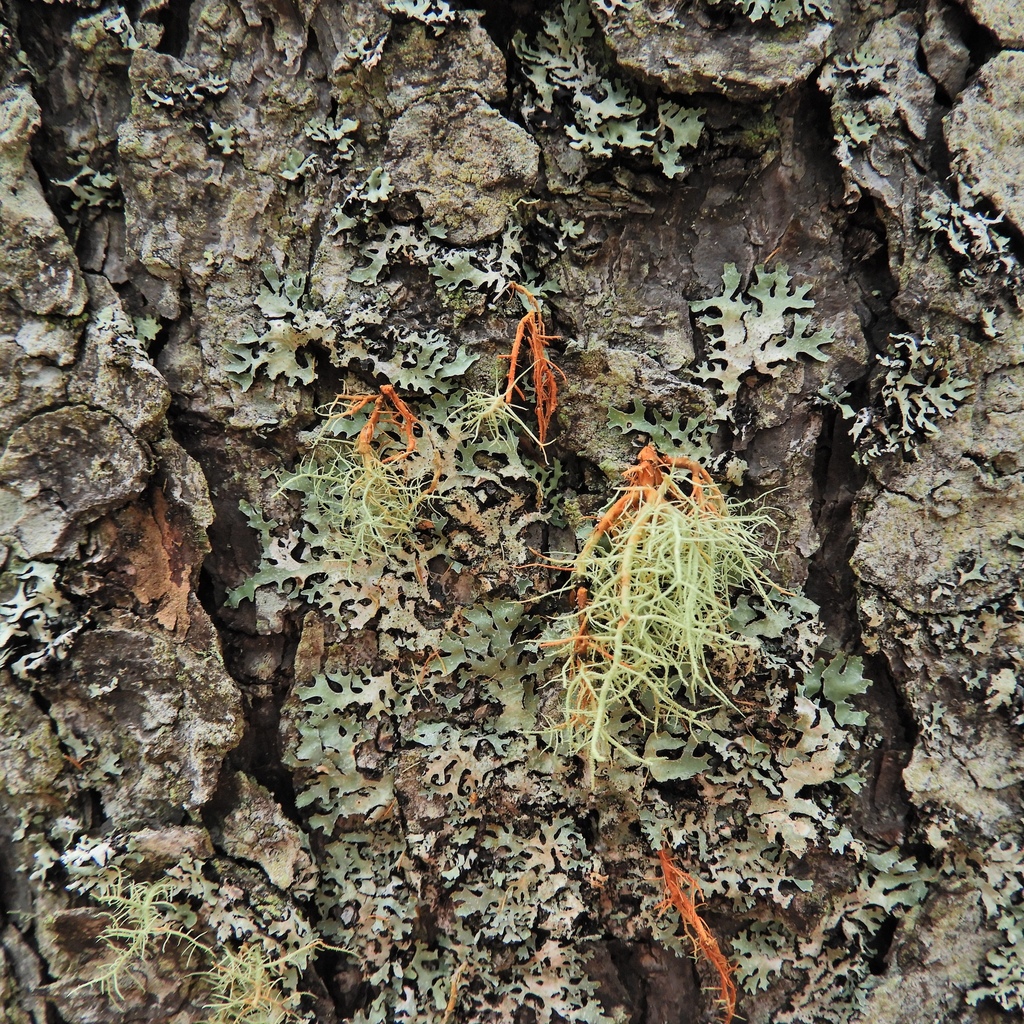 Red Beard Lichen from 92–130 Sand Beach Rd, Stonington, ME, US on ...