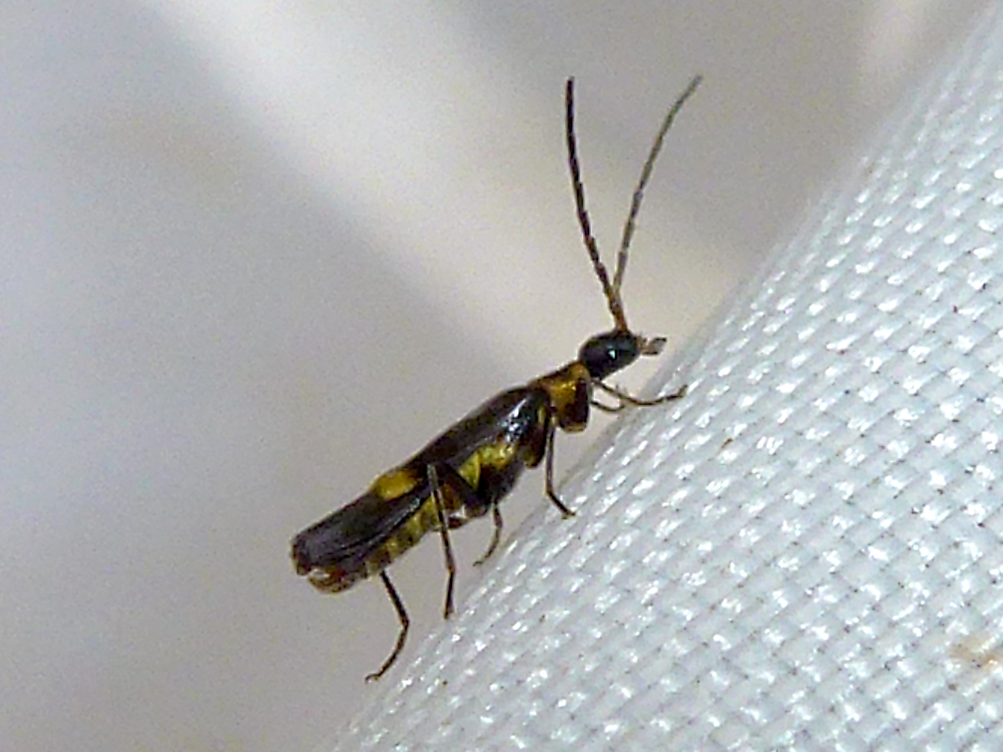 Malthodes Kiesenwetter, 1852