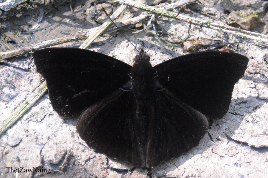 Assam Black Prince (Butterflies of Myanmar (Burma)) · iNaturalist