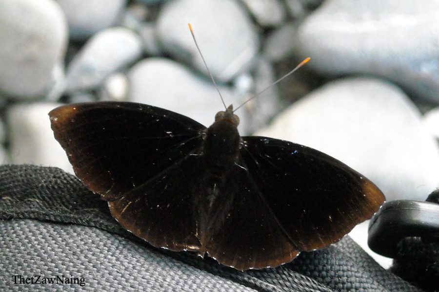 Assam Black Prince (Butterflies of Myanmar (Burma)) · iNaturalist