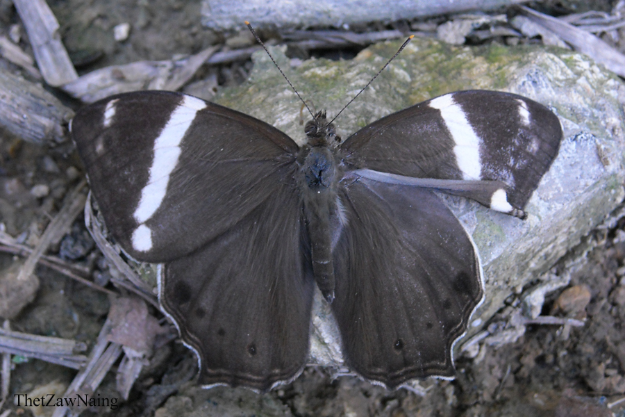 Banded Tree Brown (Butterflies of Myanmar (Burma)) · iNaturalist