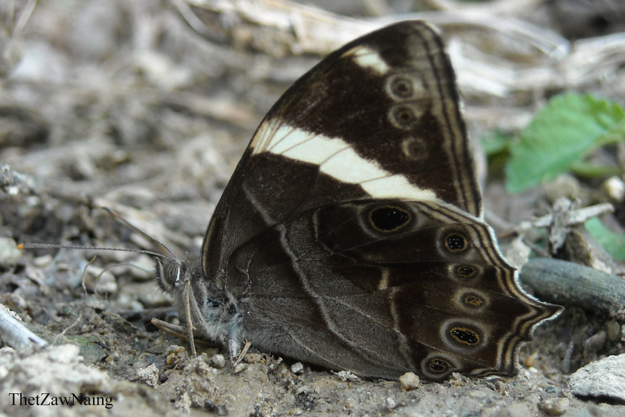 Banded Tree Brown (Butterflies of Myanmar (Burma)) · iNaturalist