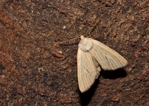 Subspecies Photedes morrisii sohnretheli · iNaturalist