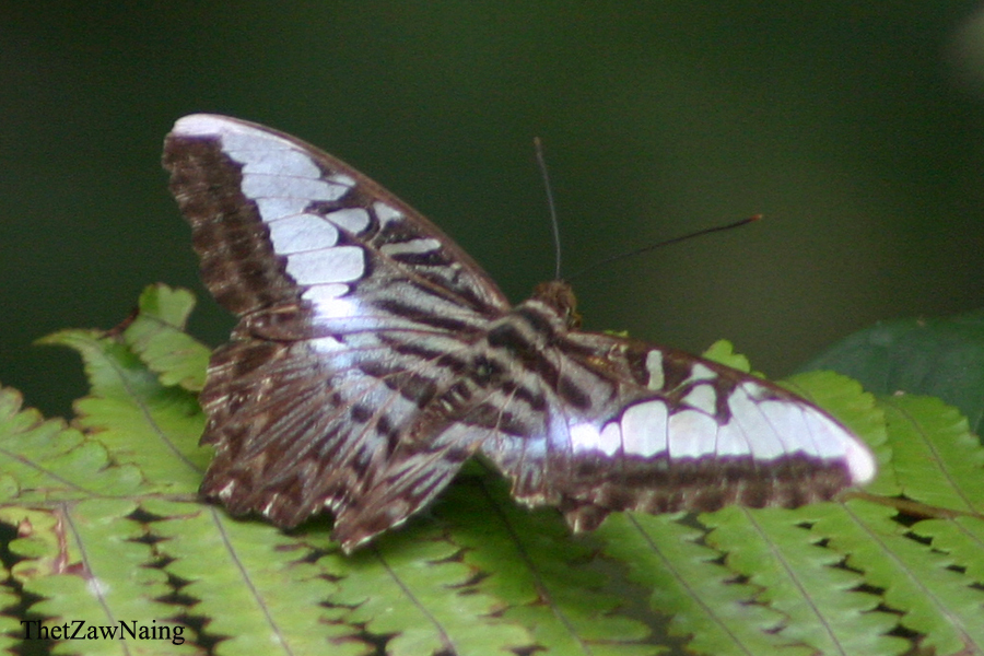 Himalayan Clipper (Butterflies of Myanmar (Burma)) · iNaturalist