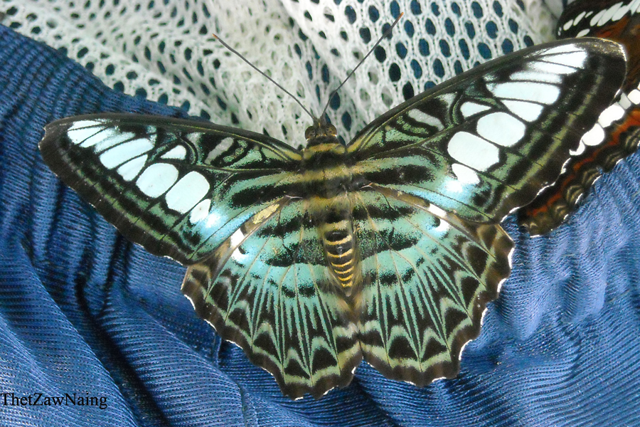 Himalayan Clipper (Butterflies of Myanmar (Burma)) · iNaturalist