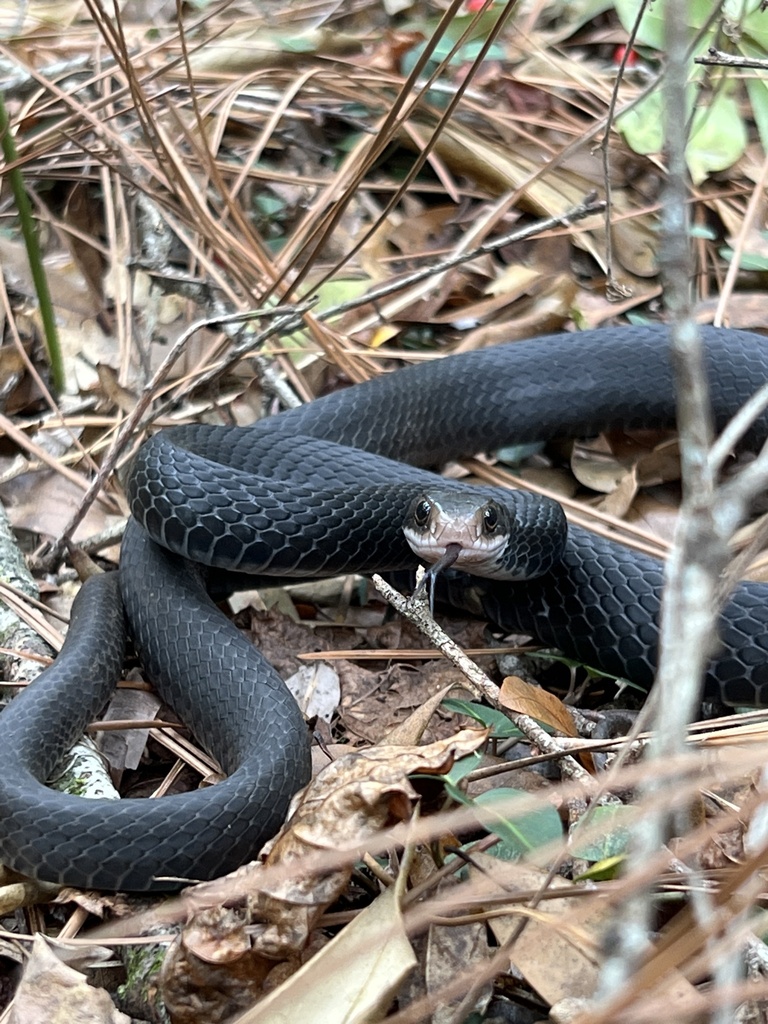 Southern Black Racer from Fairhope, AL, US on December 28, 2022 at 11: ...
