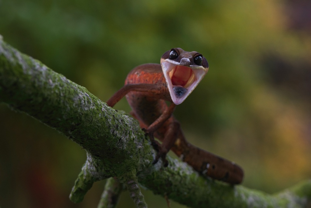 Cat Gecko from Selangor, Malajsie on October 15, 2022 at 11:24 AM by ...