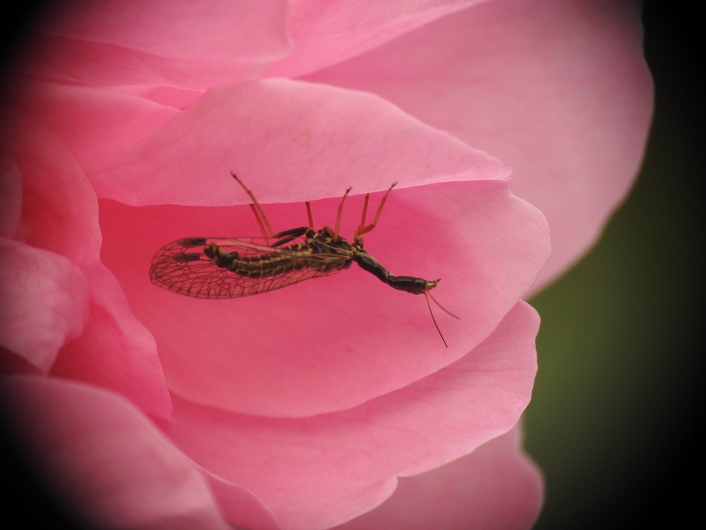 Raphidiid Snakeflies from Zaros 700 02, Greece on April 29, 2022 at 06: ...