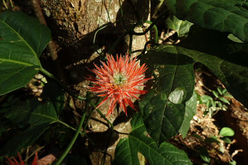 Gurania reticulata · iNaturalist