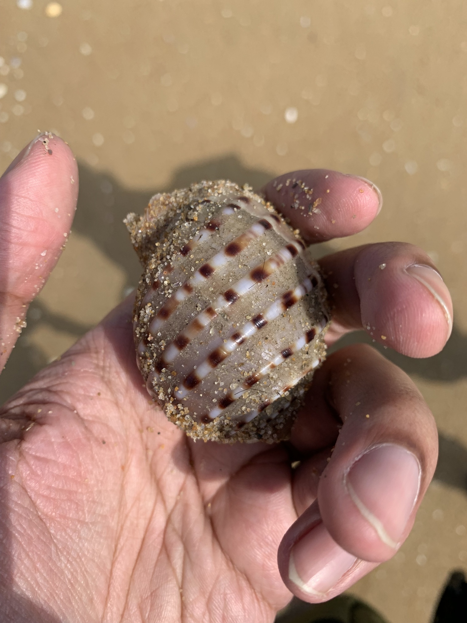 Tonna dolium (Linnaeus, 1758)