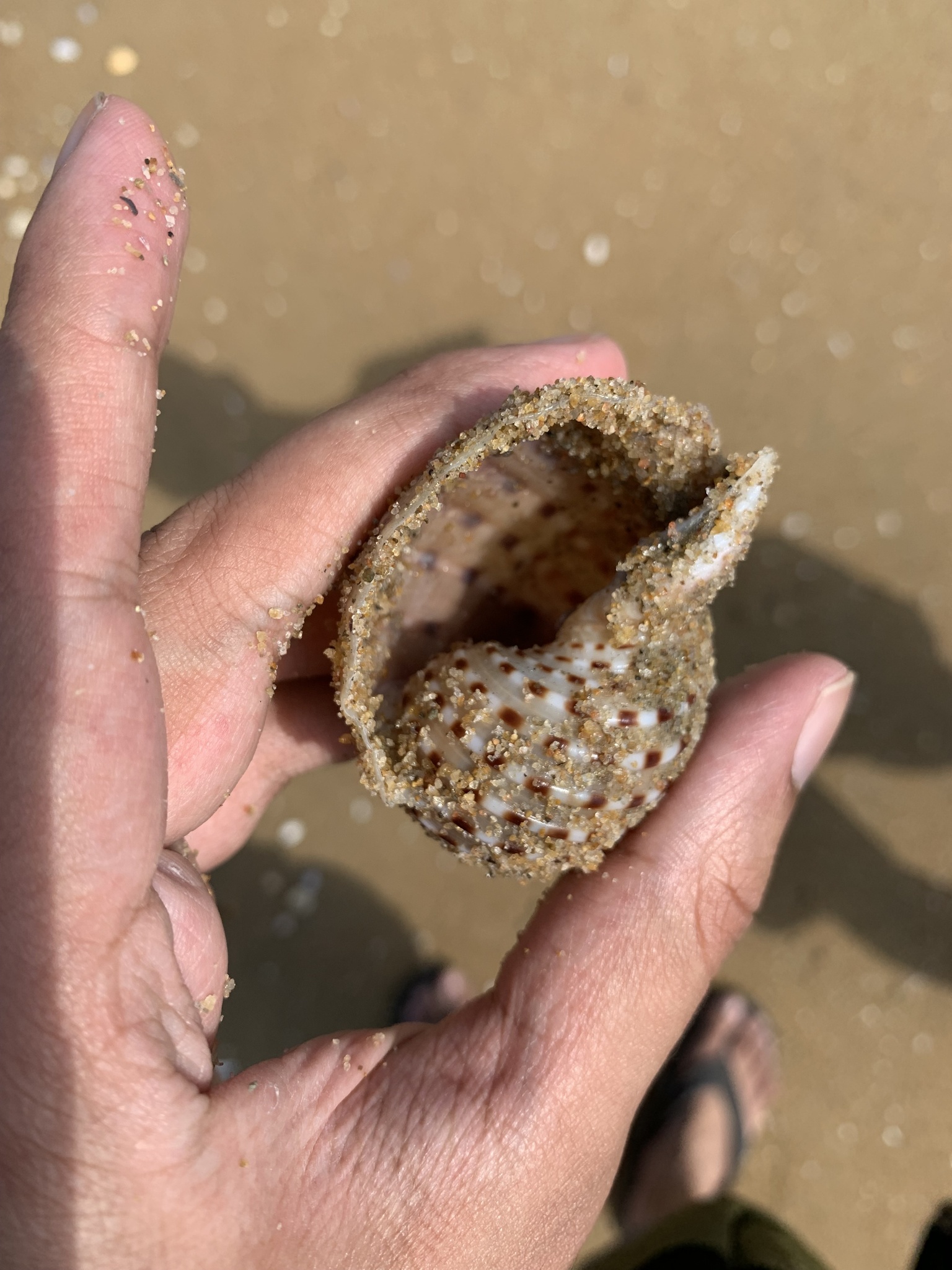 Tonna dolium (Linnaeus, 1758)