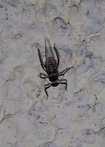 Large Cedar Aphid (Cinara cedri) · iNaturalist