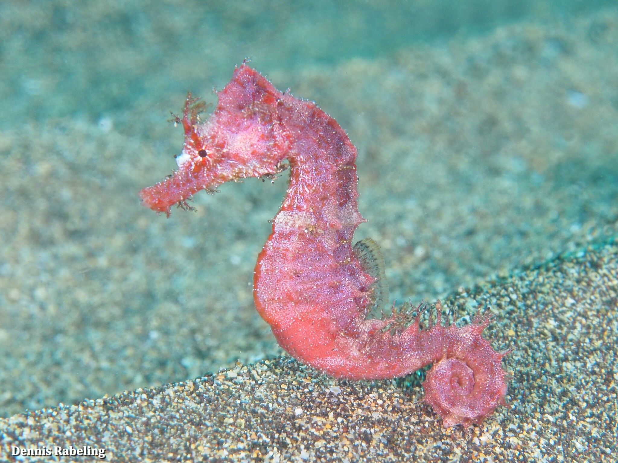 Caballito De Mar