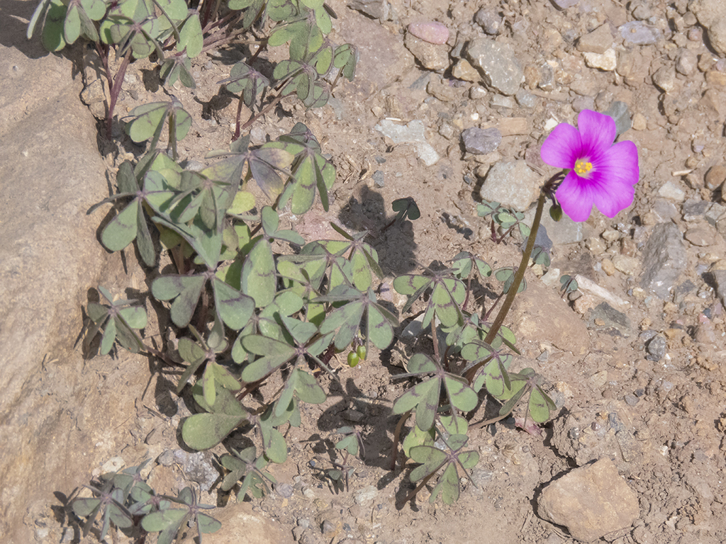 Oxalis arenaria from Santiago, Región Metropolitana, Chile on August 30 ...