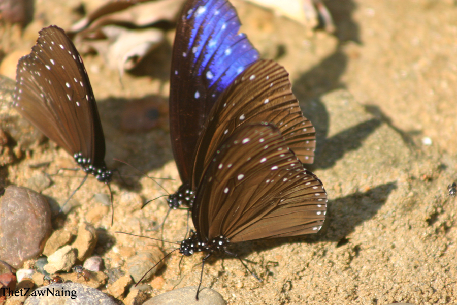 Striped Blue Crow (Butterflies of Myanmar (Burma)) · iNaturalist