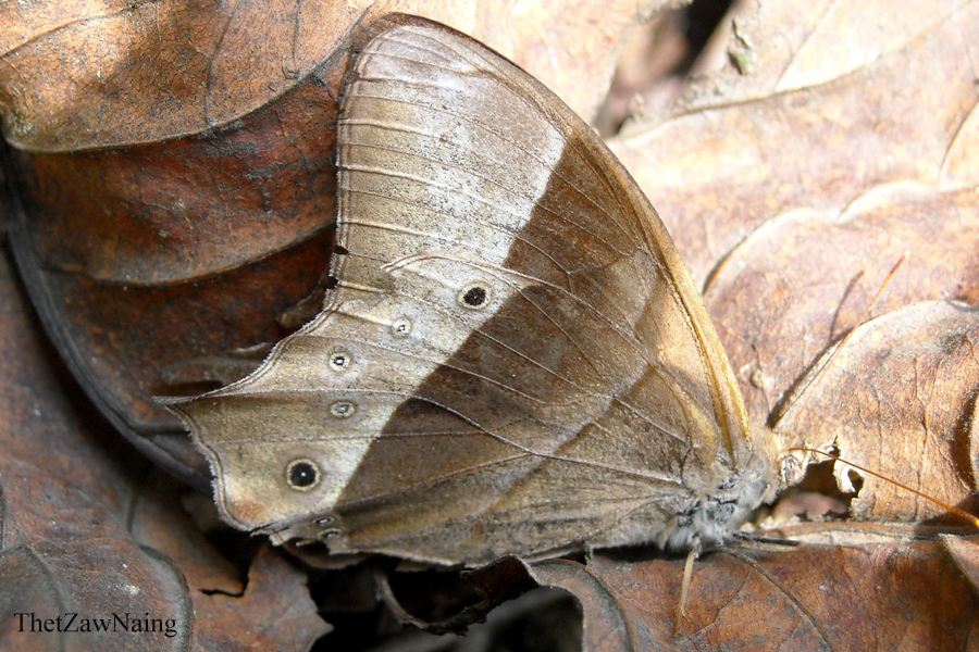 Black Forester (Butterflies of Myanmar (Burma)) · iNaturalist