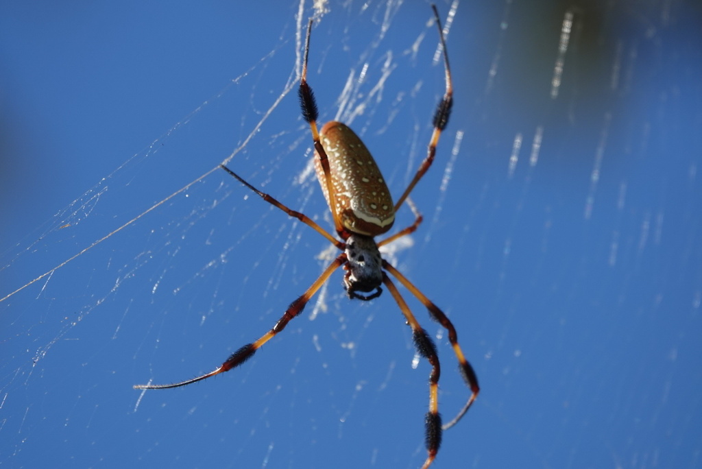 Golden Silk Spider from Allen David Broussard Catfish Creek Preserve ...