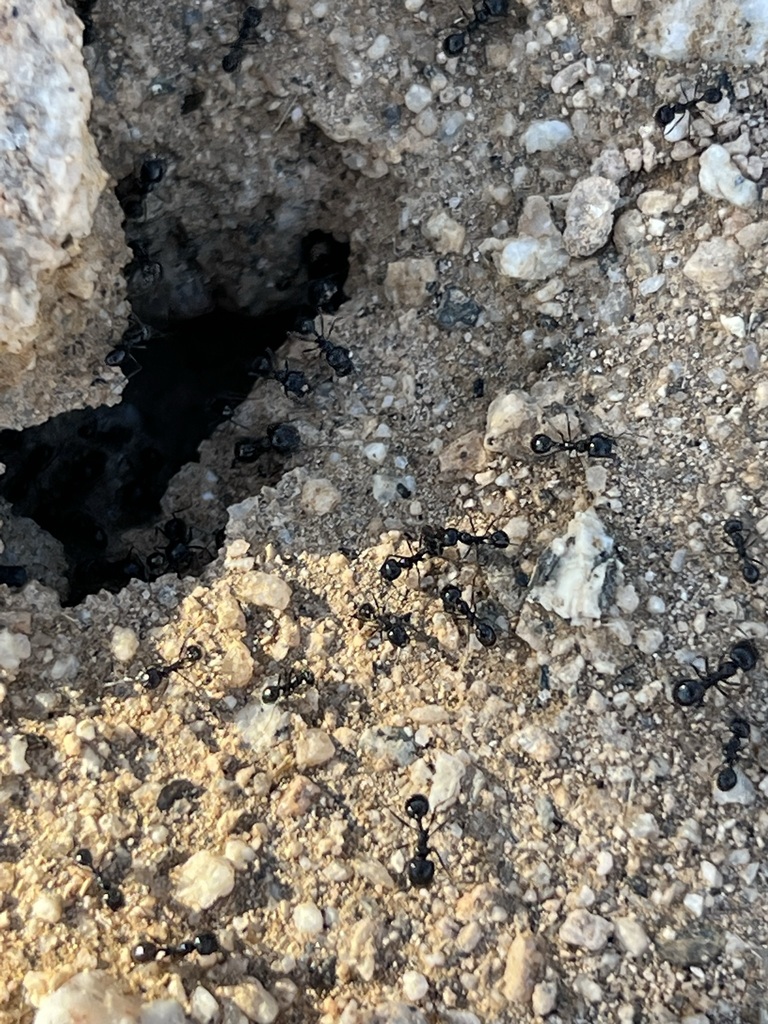 Veromessor pergandei from Mexicali, Baja California, Mexico on December ...
