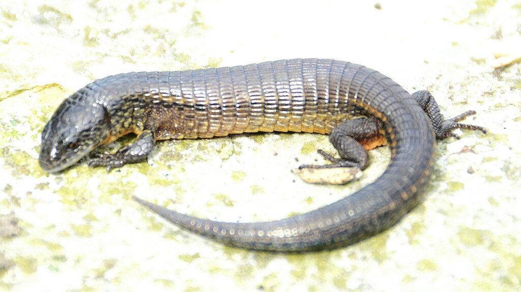 Werner's Largescale Lizard (Alopoglossus bicolor) - Snakes and Lizards