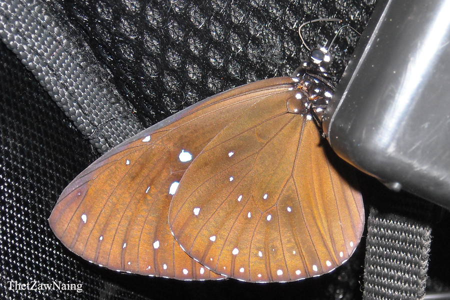 Blue-spotted Crow Butterfly (Butterflies of Myanmar (Burma)) · iNaturalist