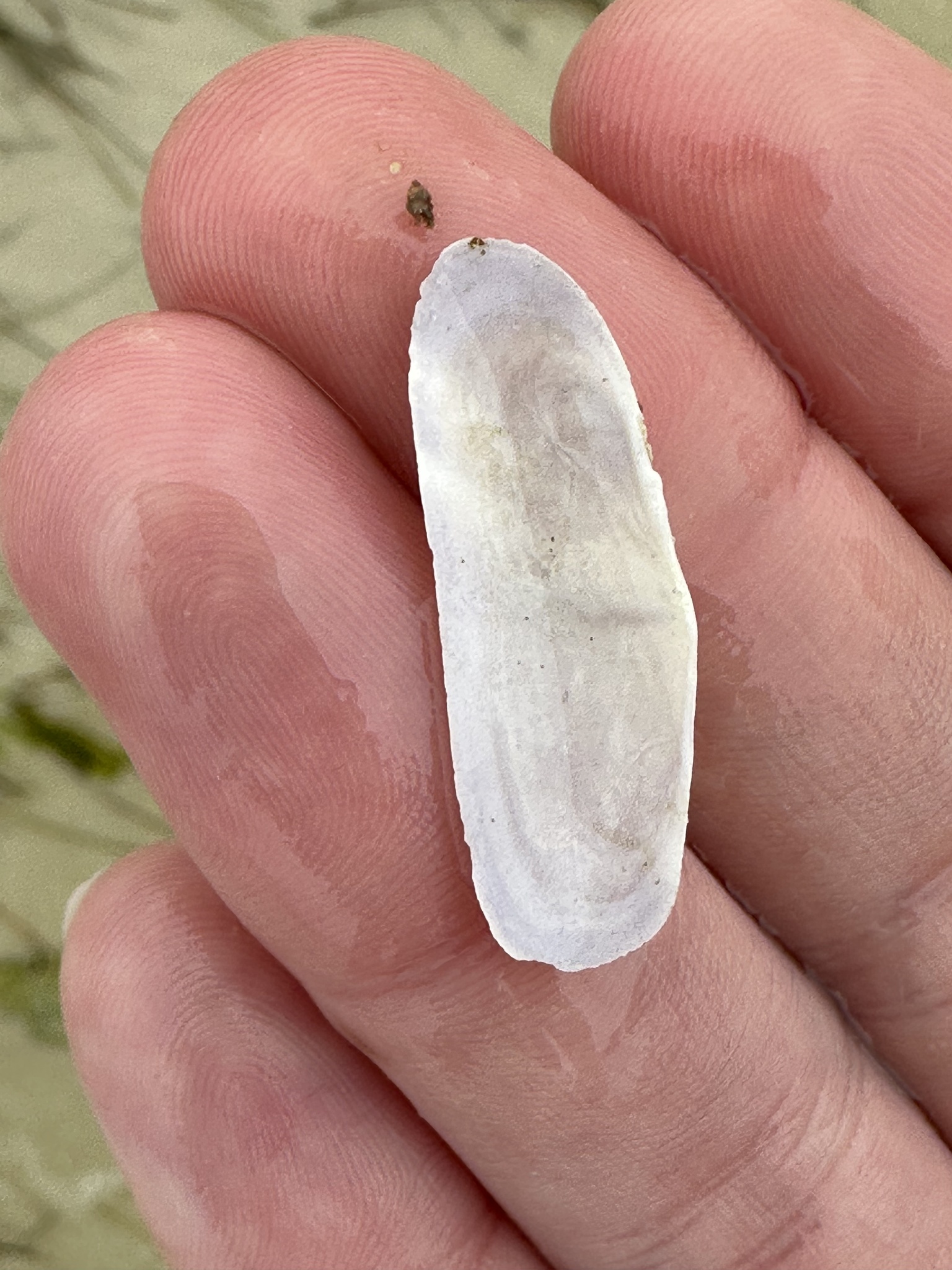 Tagelus divisus (Spengler, 1794)