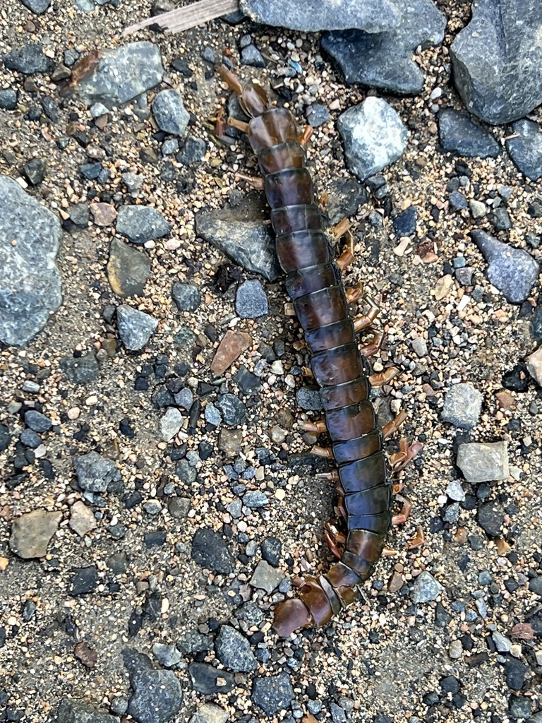 Caribbean Giant Centipede from Puerto Rico, Fajardo, Puerto Rico, US on ...