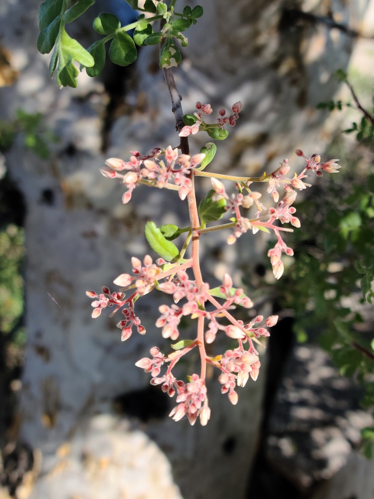 Baja Elephant Tree from Ensenada, Baja California, Mexico on November ...