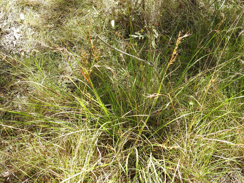 variable sword-sedge from Walligan QLD 4655, Australia on December 28 ...
