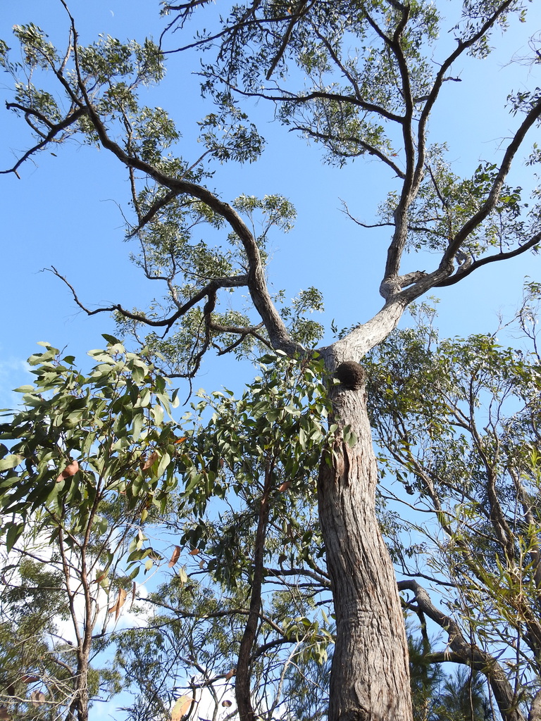 broad-leaved stringybark from Walligan QLD 4655, Australia on December ...