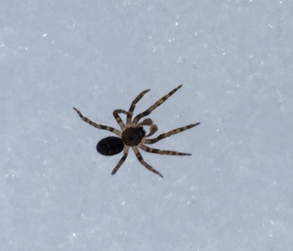 Entelegyne Spiders from Canton, NY, US on February 23, 2019 at 06:56 PM ...
