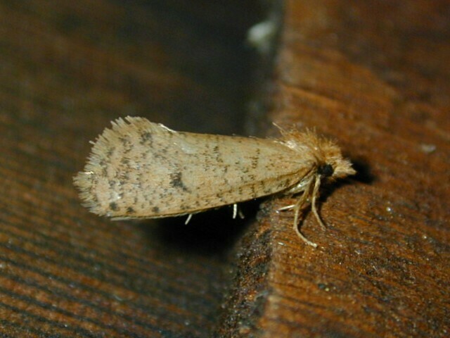 Long-horned Grass Tubeworm Moth from Bill Paterson Nature Center ...