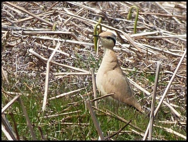 Cream-coloured Courser from Bradnor Hill, Kington HR5 3RE, UK on 21 May ...