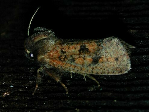 Eastern Grass Tubeworm Moth from Bill Paterson Nature Center ...