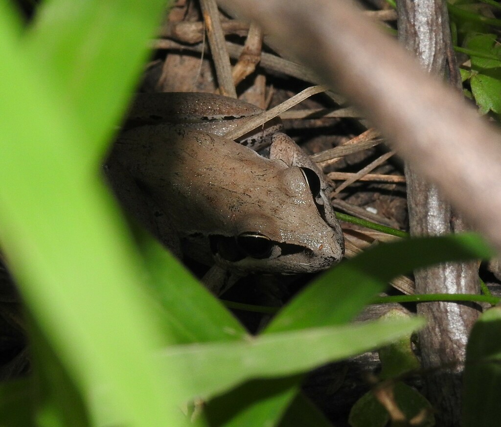 Broad-palmed Frog from Hervey Bay - Pt A, Queensland, Australia on ...