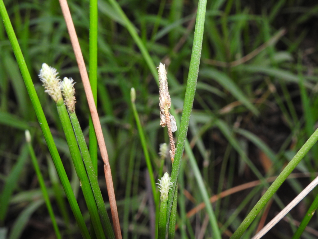 Eleocharis cylindrostachys from Walligan QLD 4655, Australia on ...