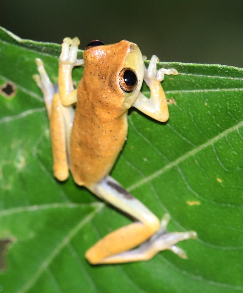 Pauini Tree Frog from Manu, Madre de Dios, Peru on November 4, 2022 at ...