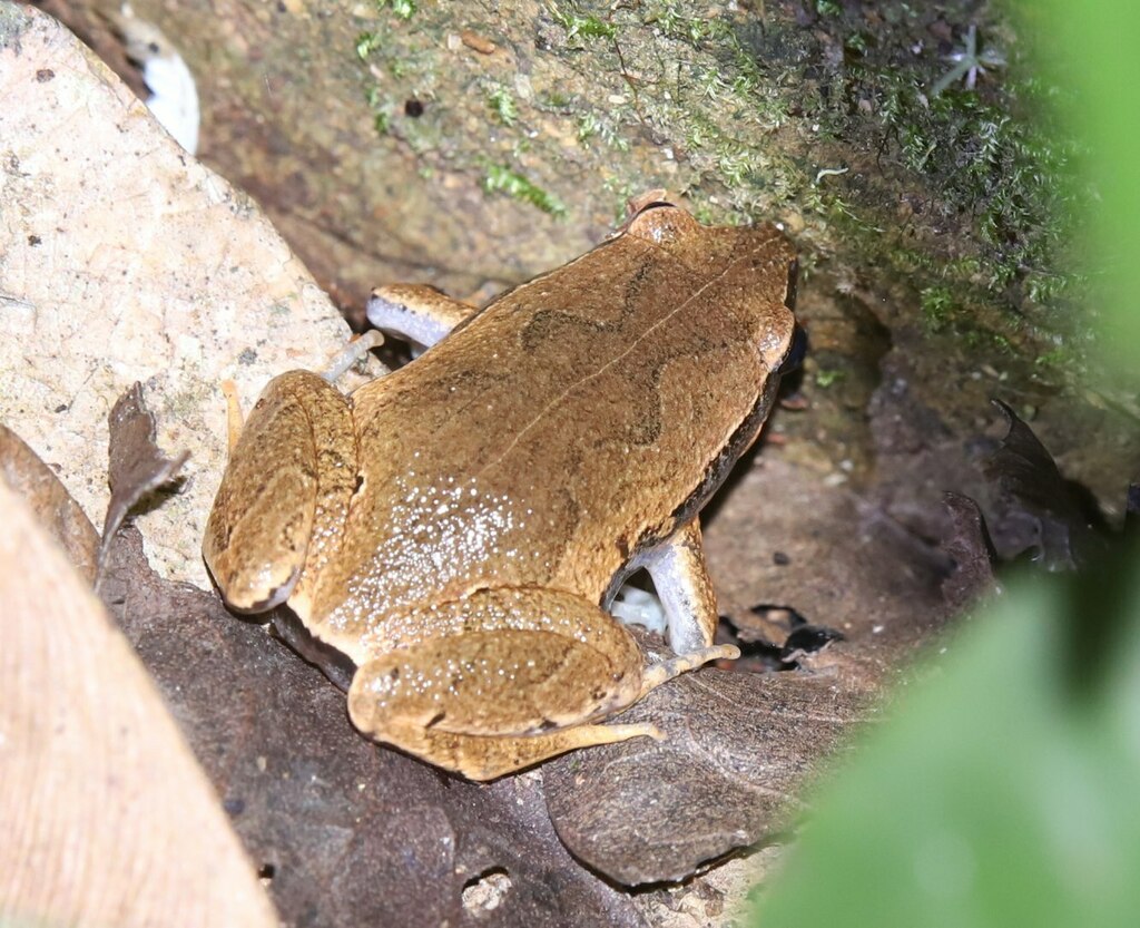 Amazon Sheep Frog from Manú Province, Peru on November 04, 2022 at 11: ...