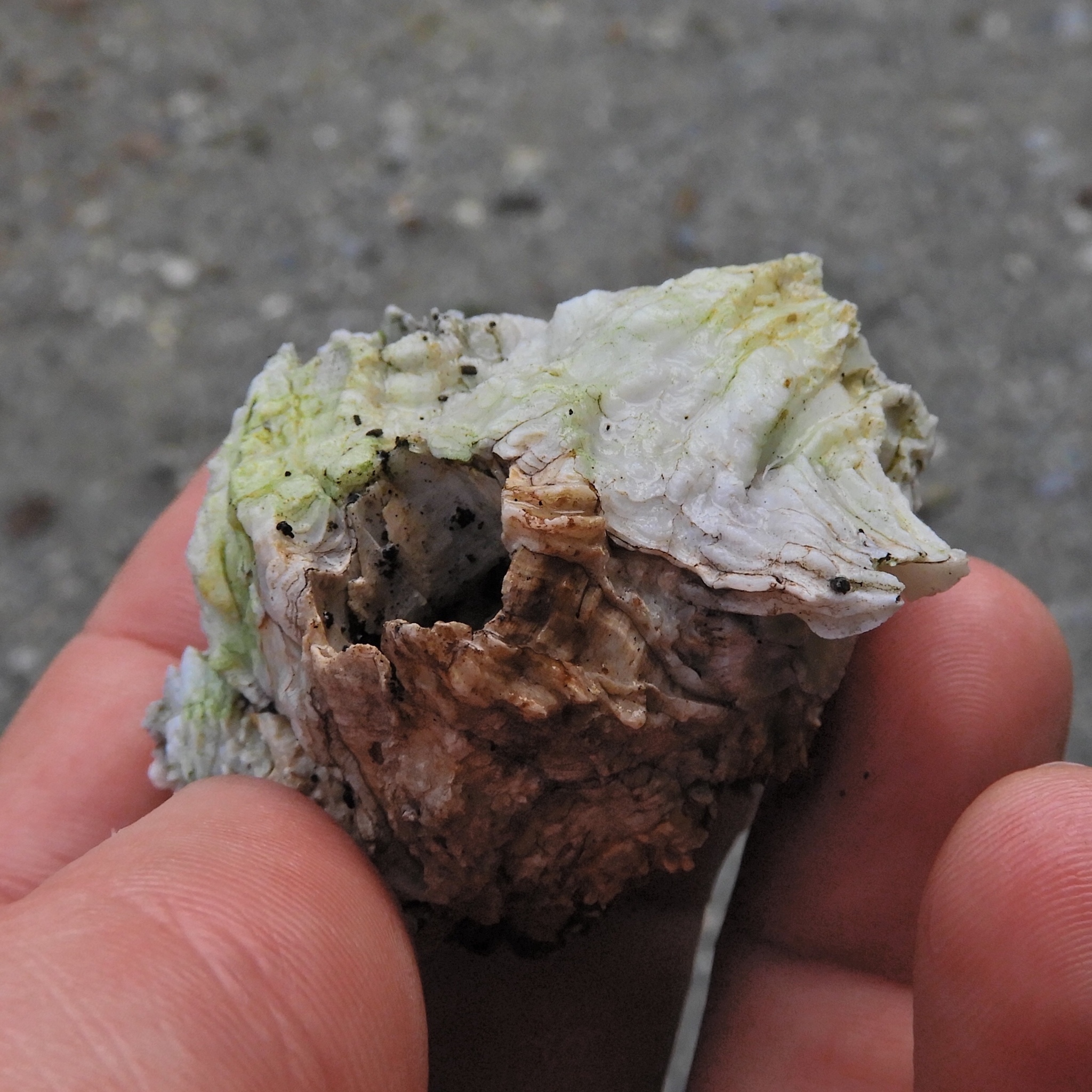 Balanus balanus (Linnaeus, 1758)