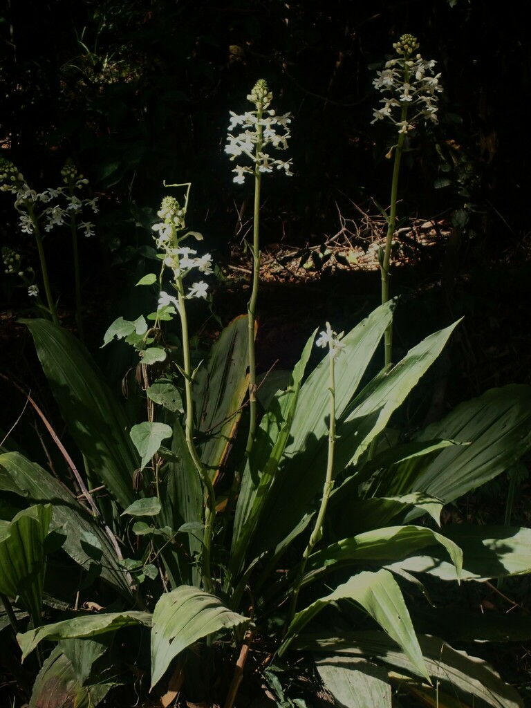 Christmas Orchid from Repton NSW 2454, Australia on December 28, 2022 ...