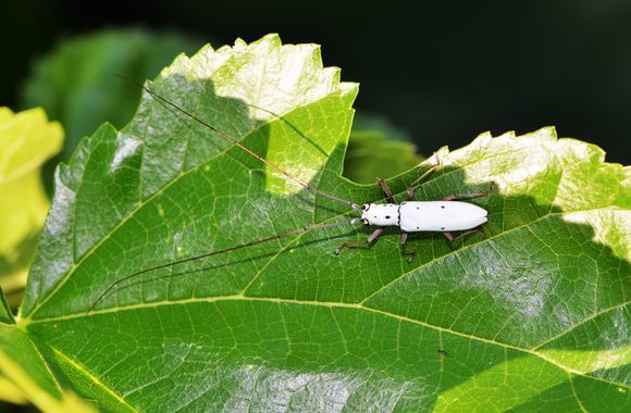 Olenecamptus subobliteratus from 中国河南省洛阳市洛宁县 on July 11, 2017 at 08:21 ...