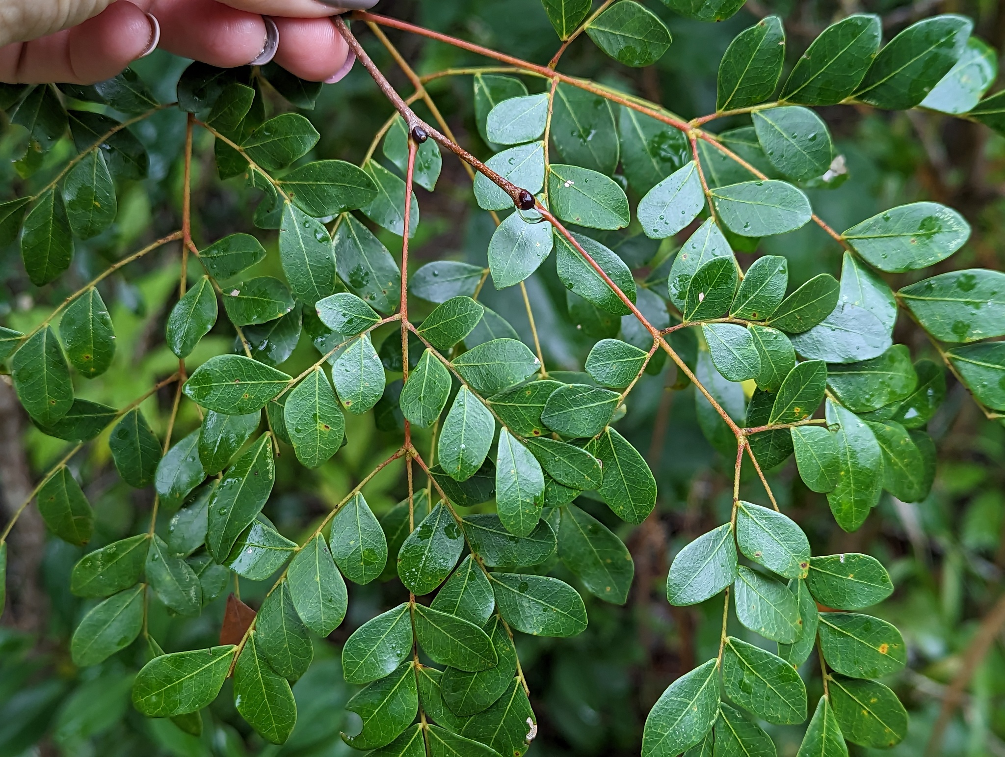 Cenostigma gaumeri (Greenm.) Gagnon & G.P.Lewis