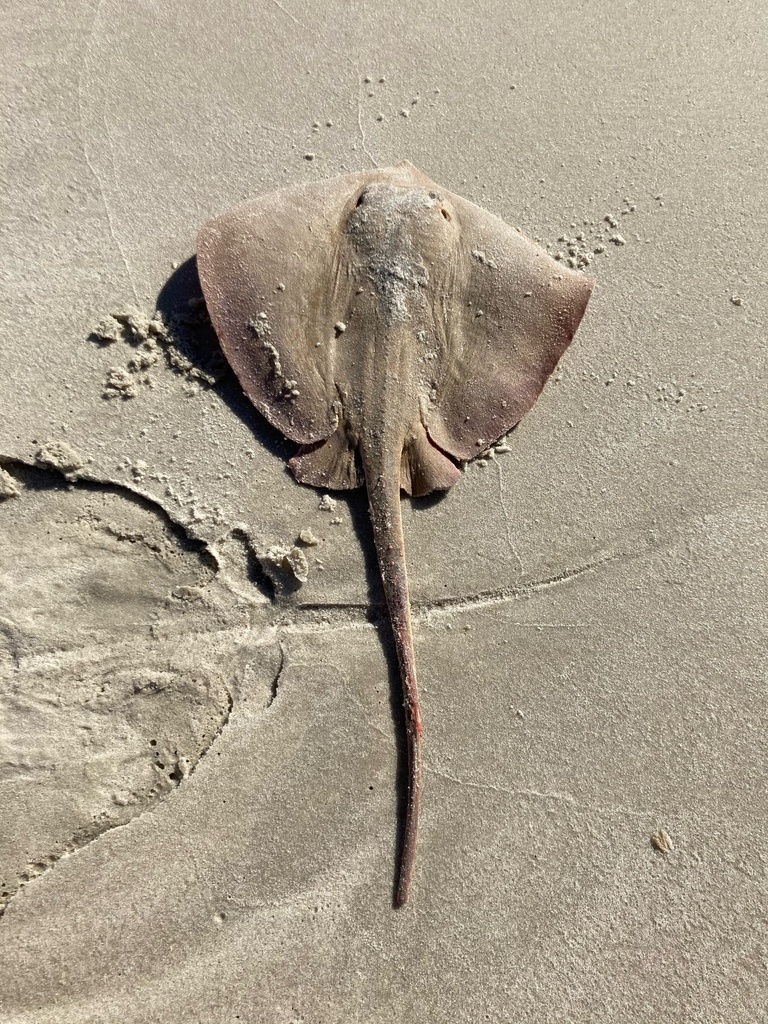 Hypanus from Gulf of Mexico, Dauphin Island, AL, US on November 21 ...