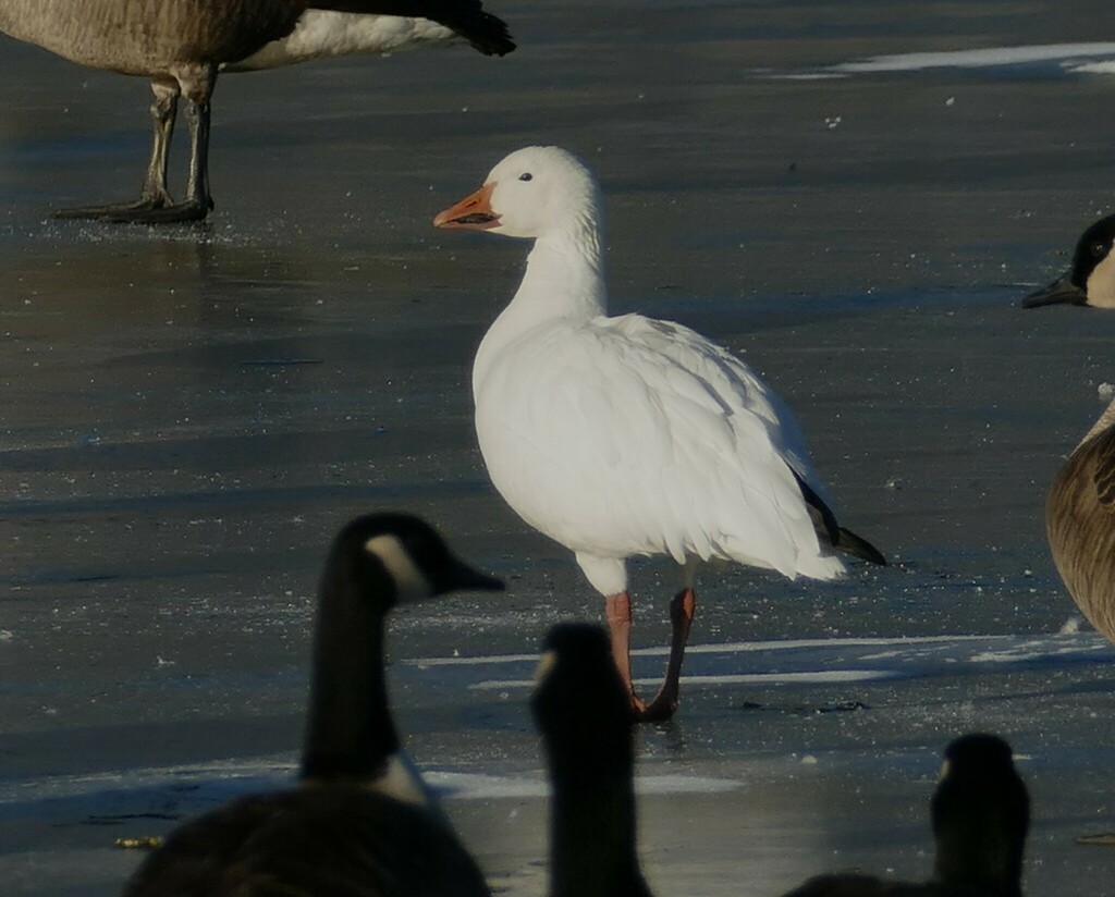 Snow Goose from Randolph County, WV, USA on December 28, 2022 at 09:08 ...